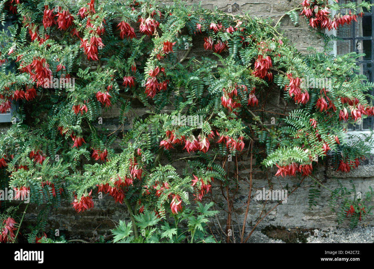 Close up of Clianthus "Puniceus Stock Photo - Alamy