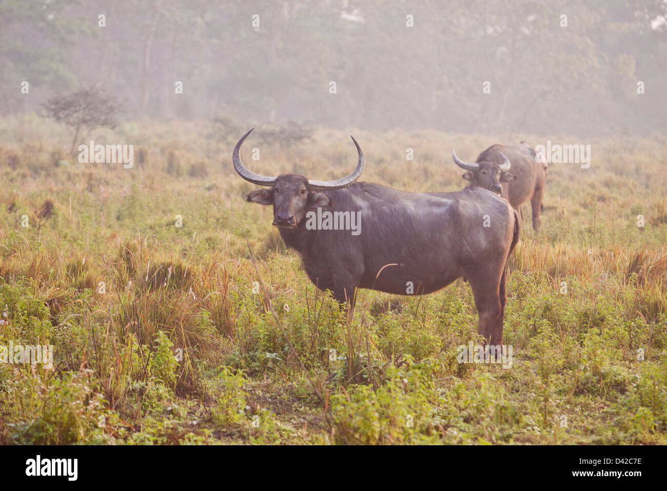 Wild buffalo india hi-res stock photography and images - Alamy