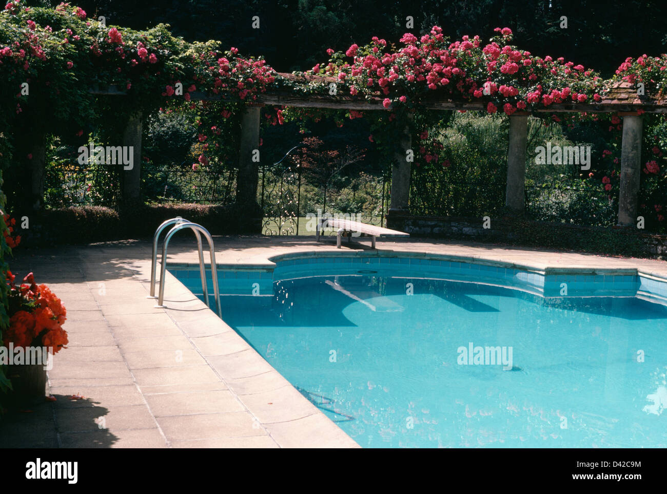 Red climbing roses on stone pillars surrounding turquoise swimming pool ...
