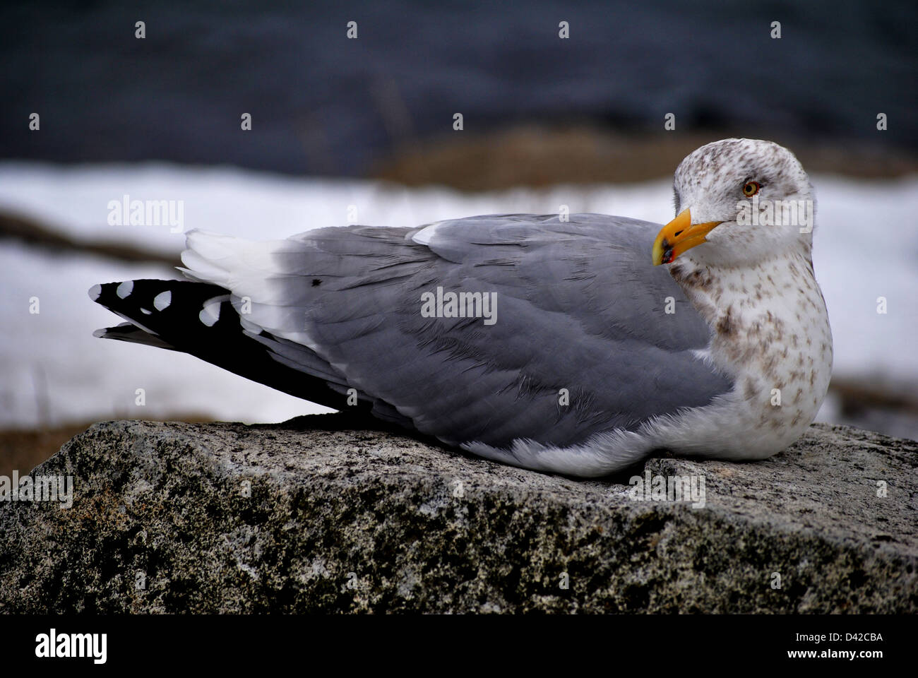 Seagull on the Rocks Stock Photo - Alamy