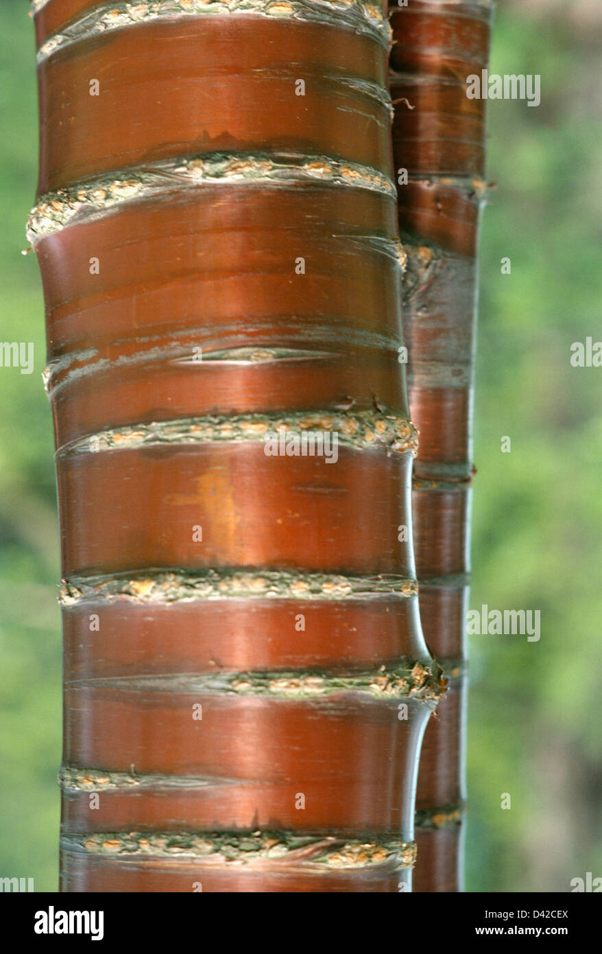Close-up of bark of prunus tree Stock Photo - Alamy