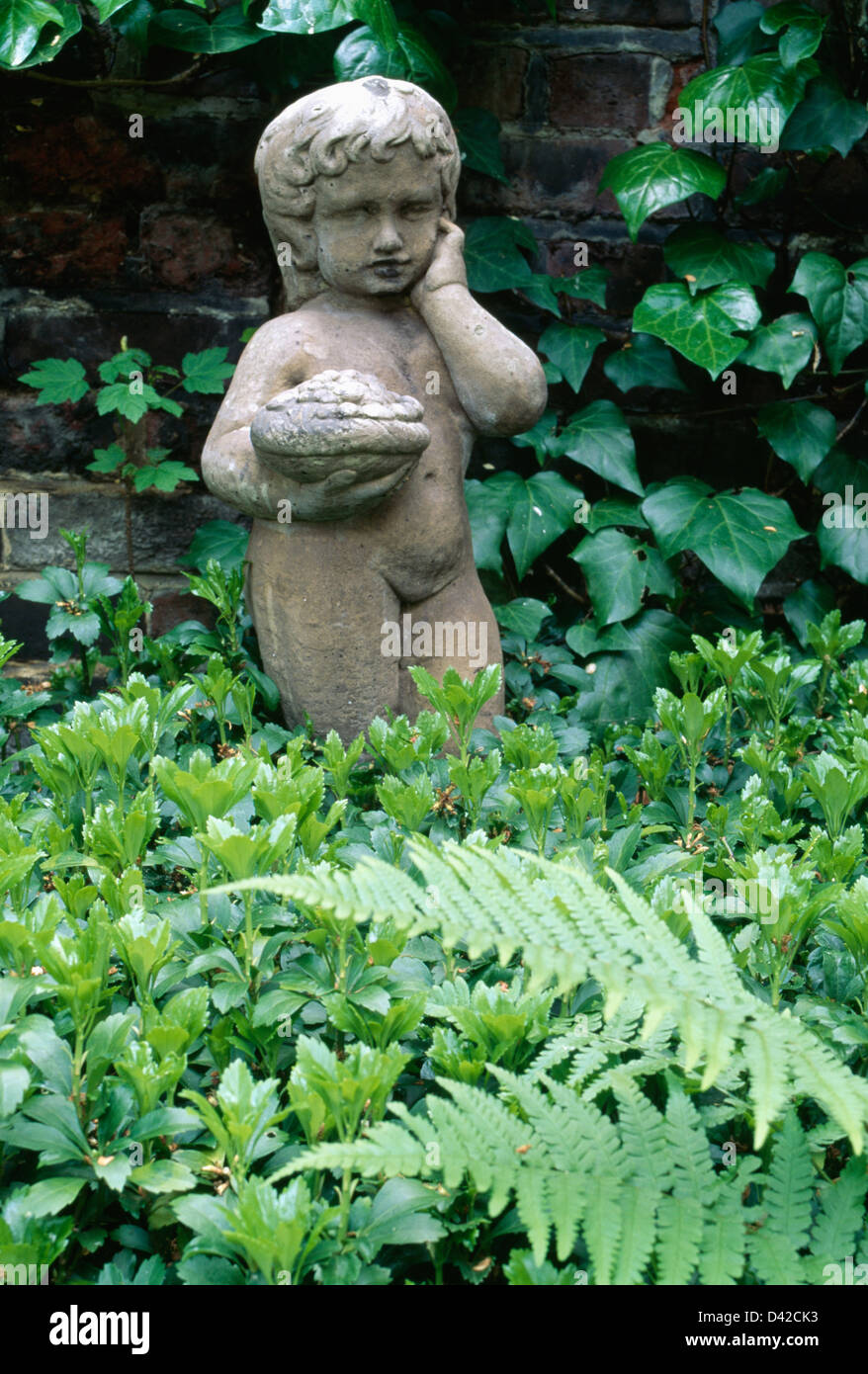 Small stone statue of a boy in low, clipped skimmia against ivy on ...