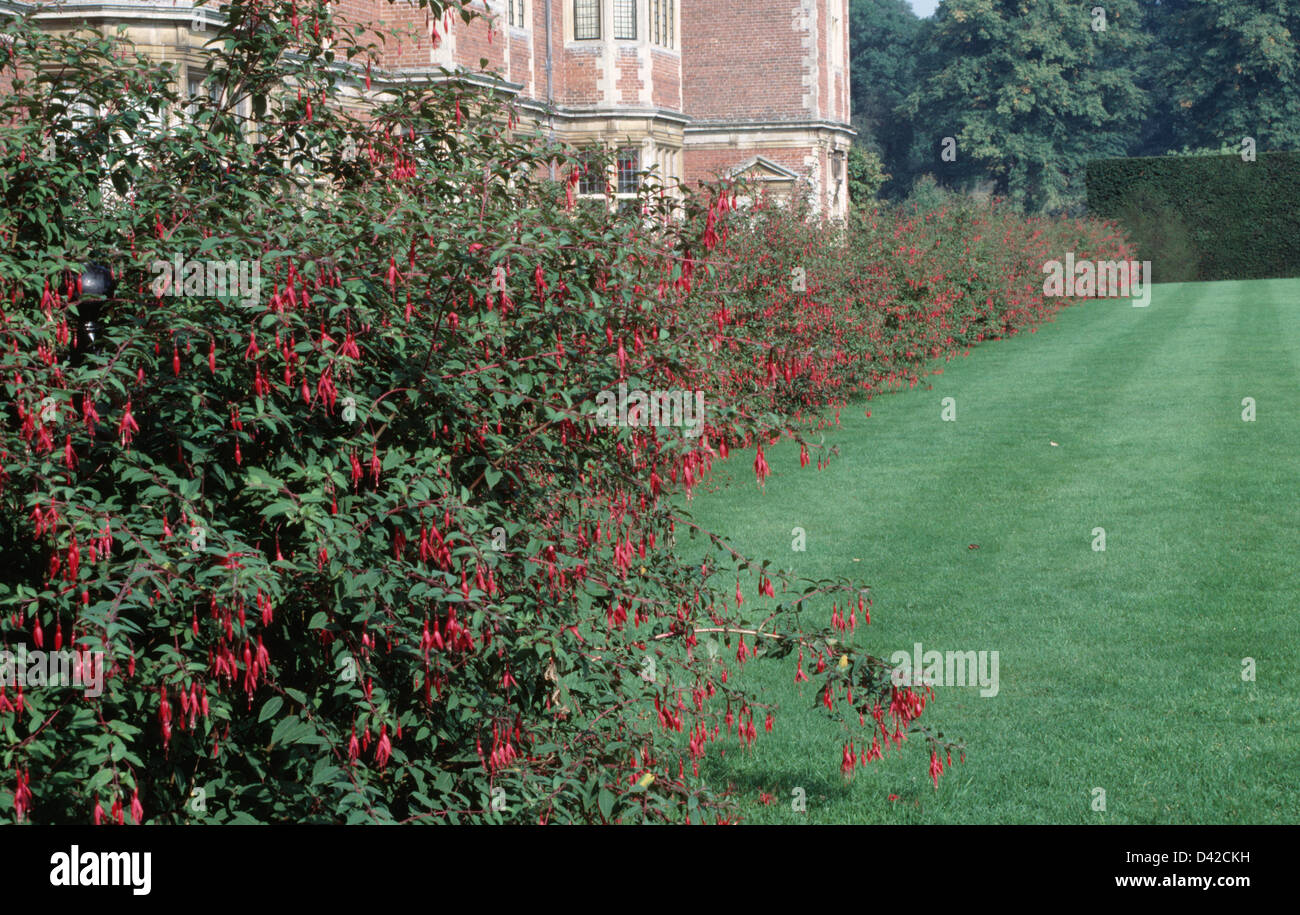 Fuchsia hedges hi-res stock photography and images - Alamy