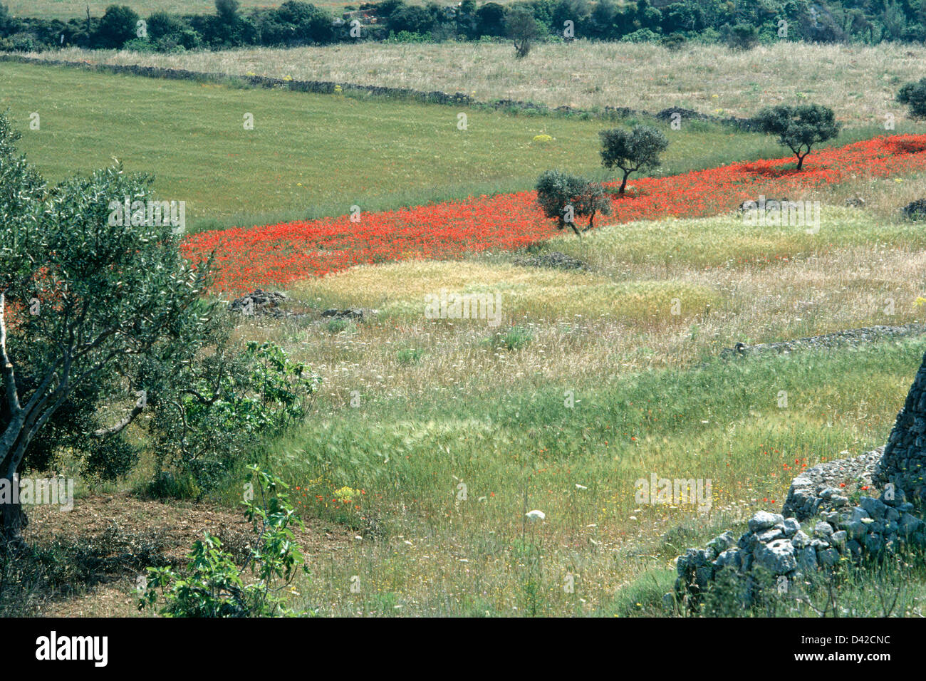 Olive trees and poppies growing in fields in Puglia Italy Stock Photo ...