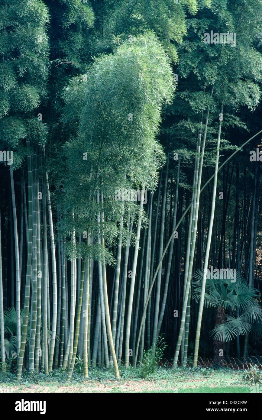 Tall bamboo growing in hi-res stock photography and images - Alamy