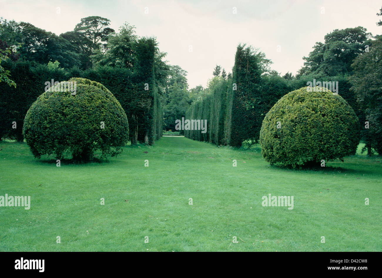 Topiary hedge yew lawn hi-res stock photography and images - Alamy