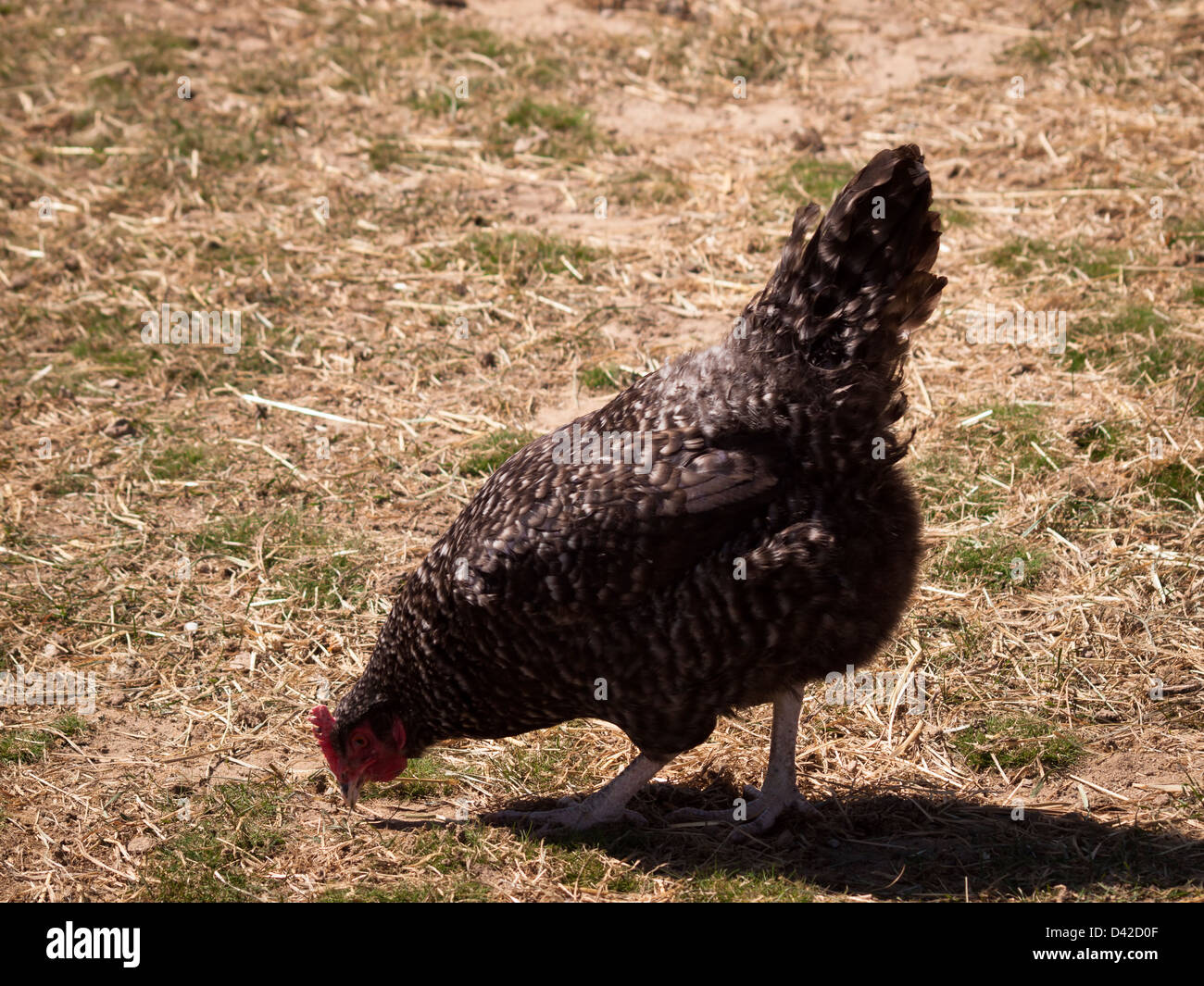 Free range foraging chicken at an organic farm Stock Photo - Alamy