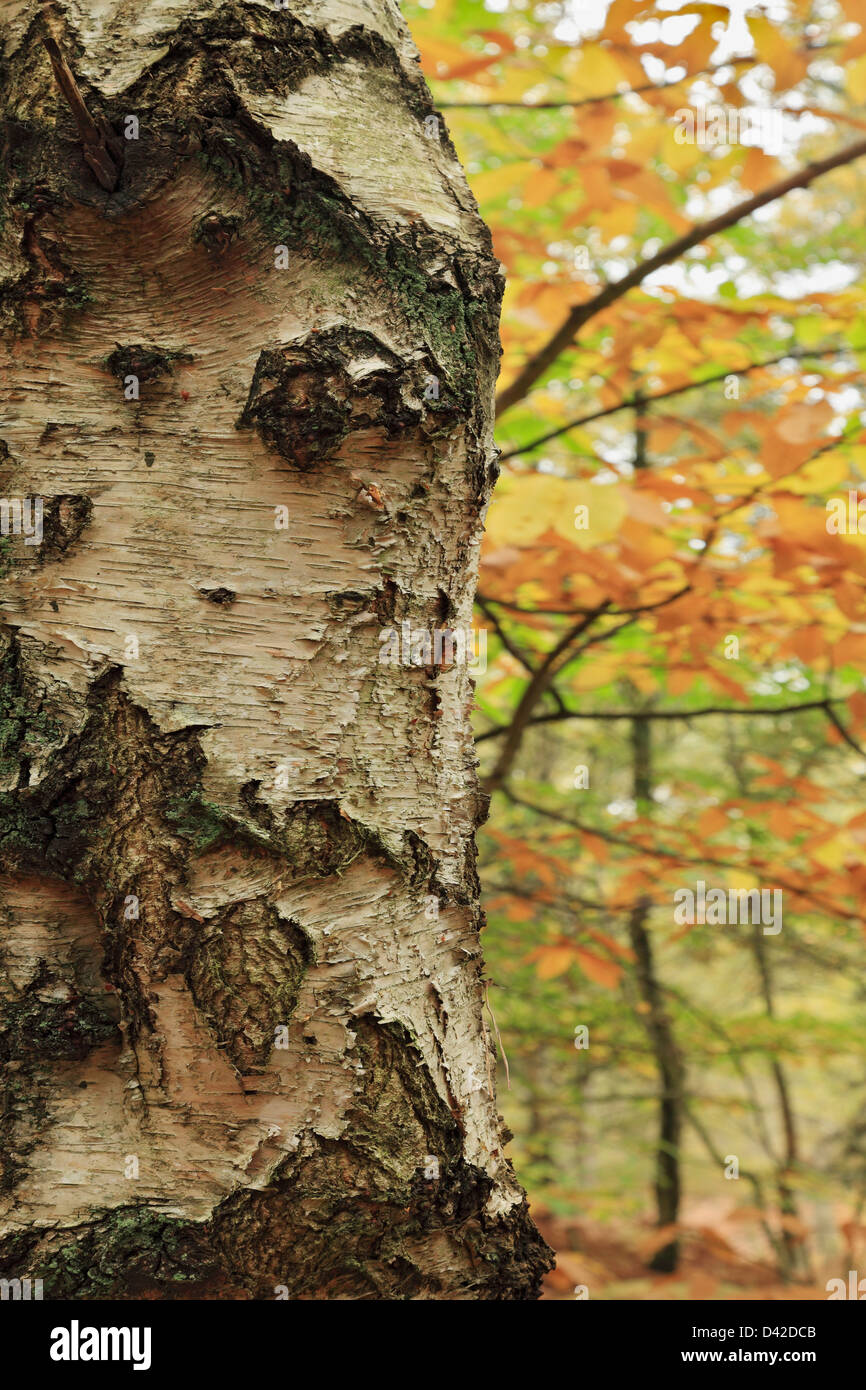 Common forest tree hi-res stock photography and images - Alamy