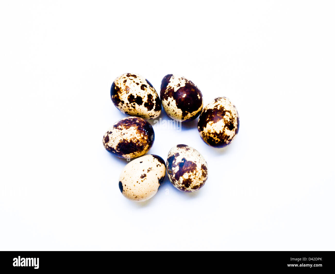 Quail eggs isolated on white background Stock Photo - Alamy