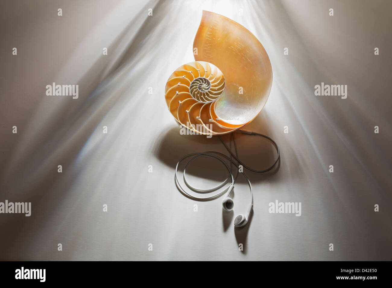 Chambered nautilus shell hi-res stock photography and images - Alamy