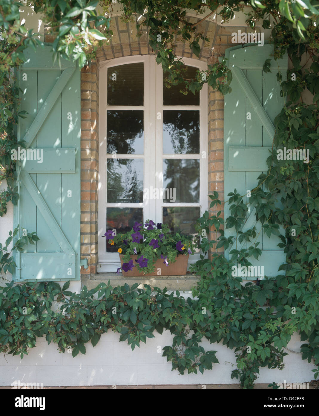 Close-up of window with pastel turquoise shutters and climbing green ...