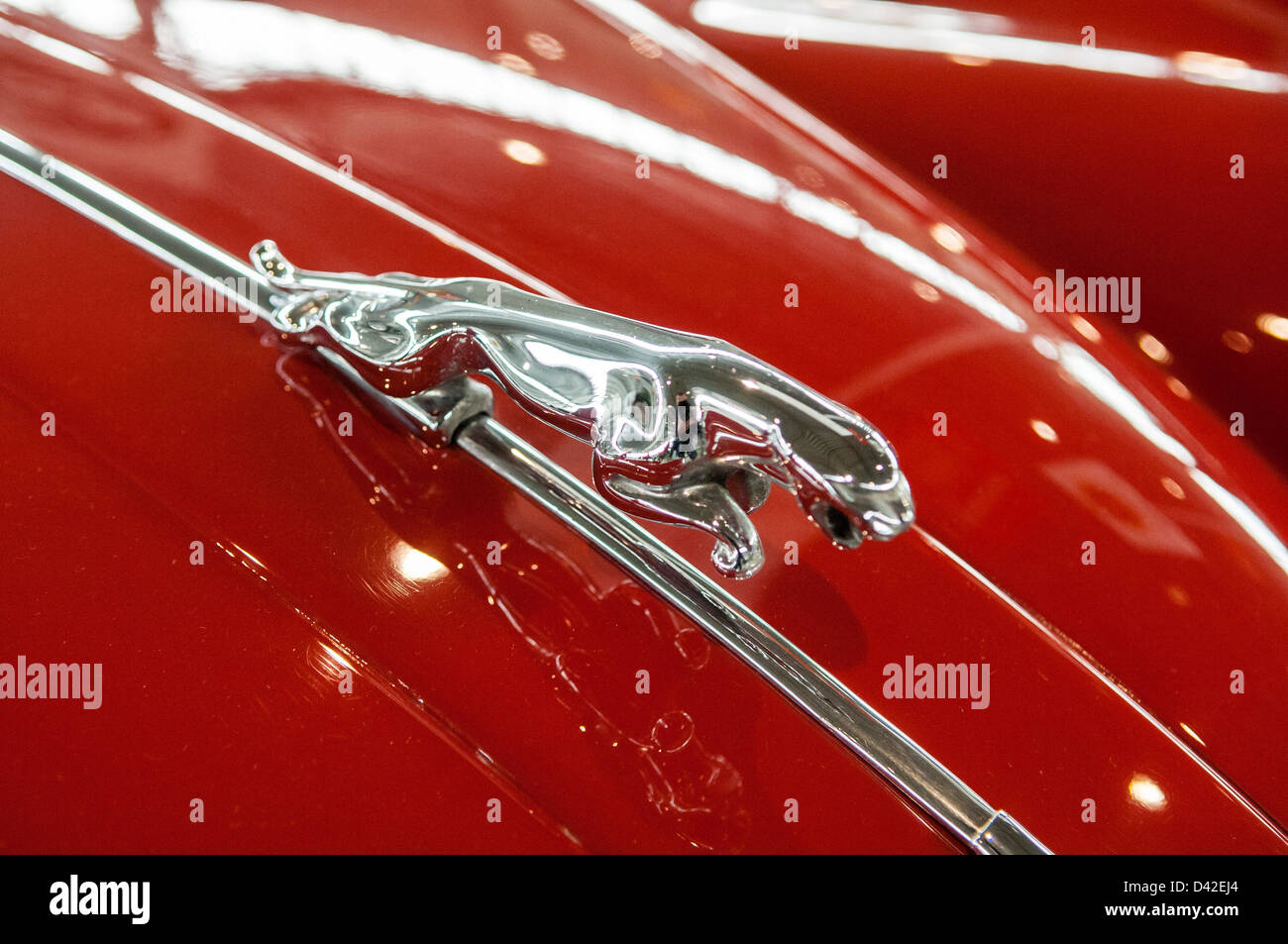 Jaguar with "leaping cat" bonnet mascot Stock Photo - Alamy