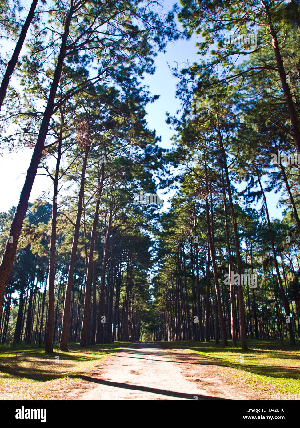 Pine tree forest in Suan Son Bo Kaew, Chiang Mai, Thailand Stock Photo ...