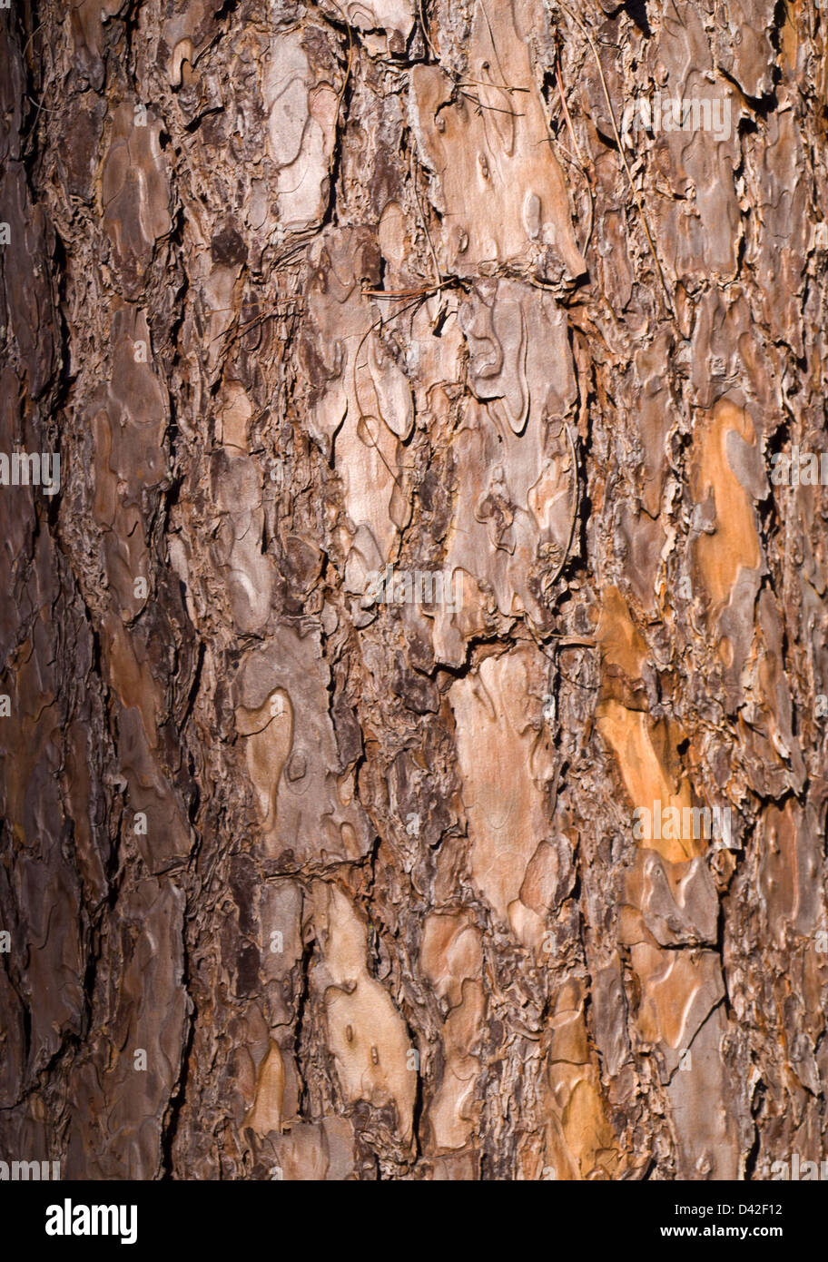 Pine tree texture as background Stock Photo - Alamy