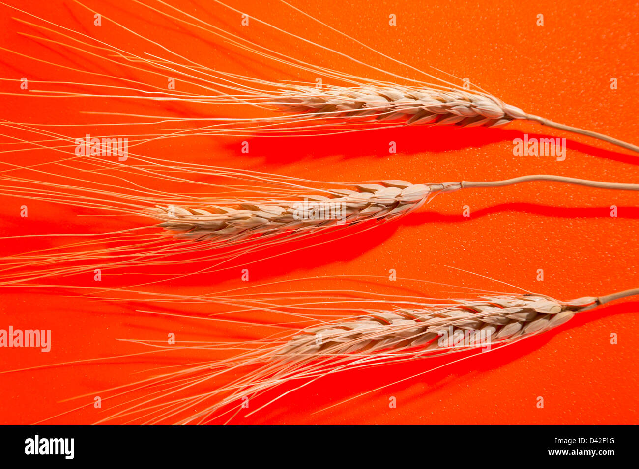 Close-up Wheat Chaffs Stock Photo - Alamy