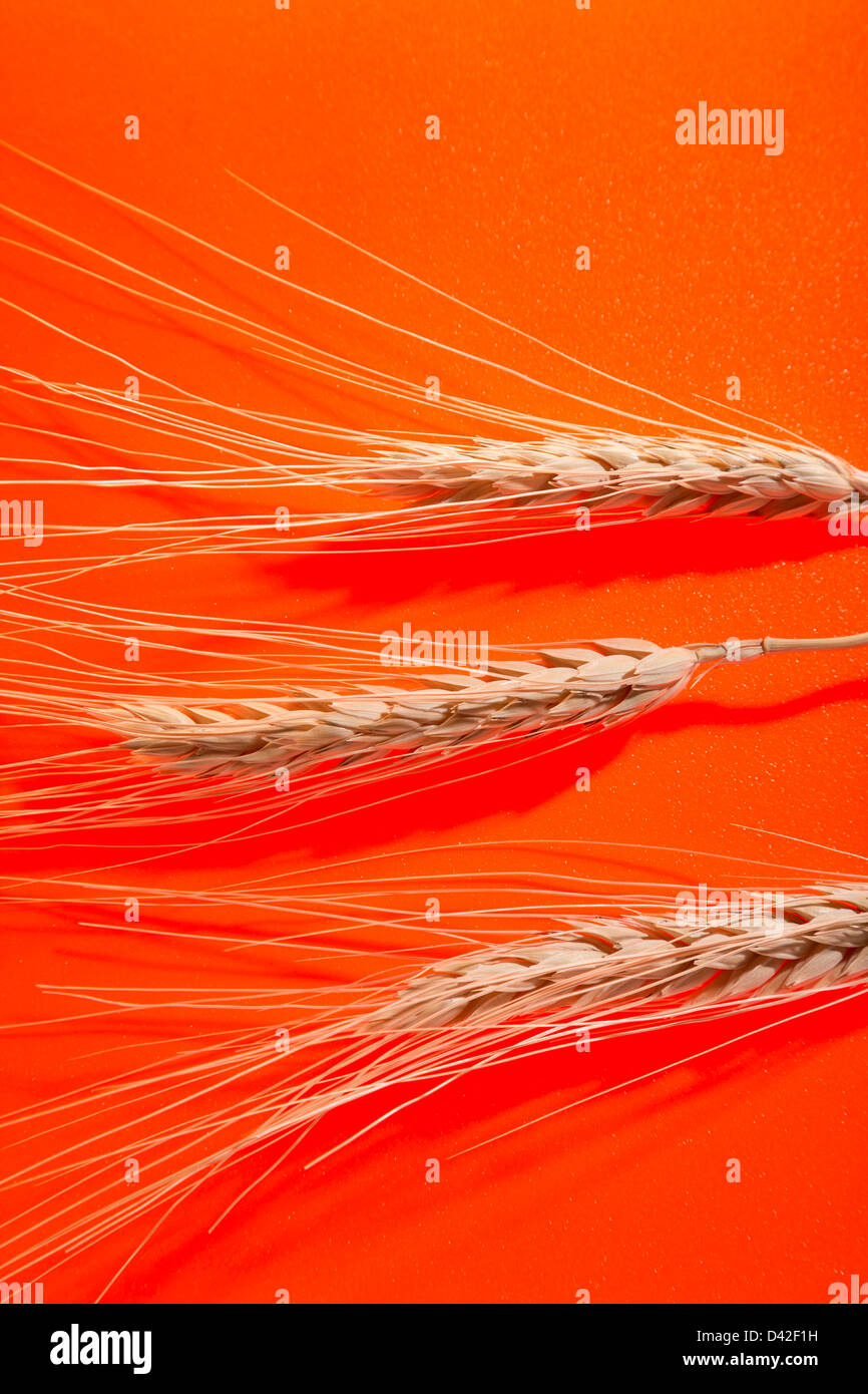 Chaff wheat hi-res stock photography and images - Alamy