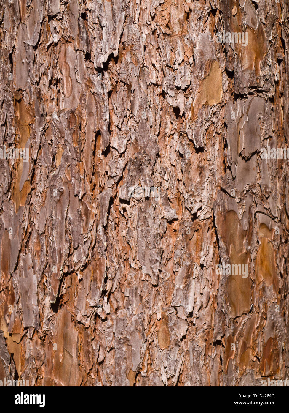 Pine tree texture as background Stock Photo - Alamy