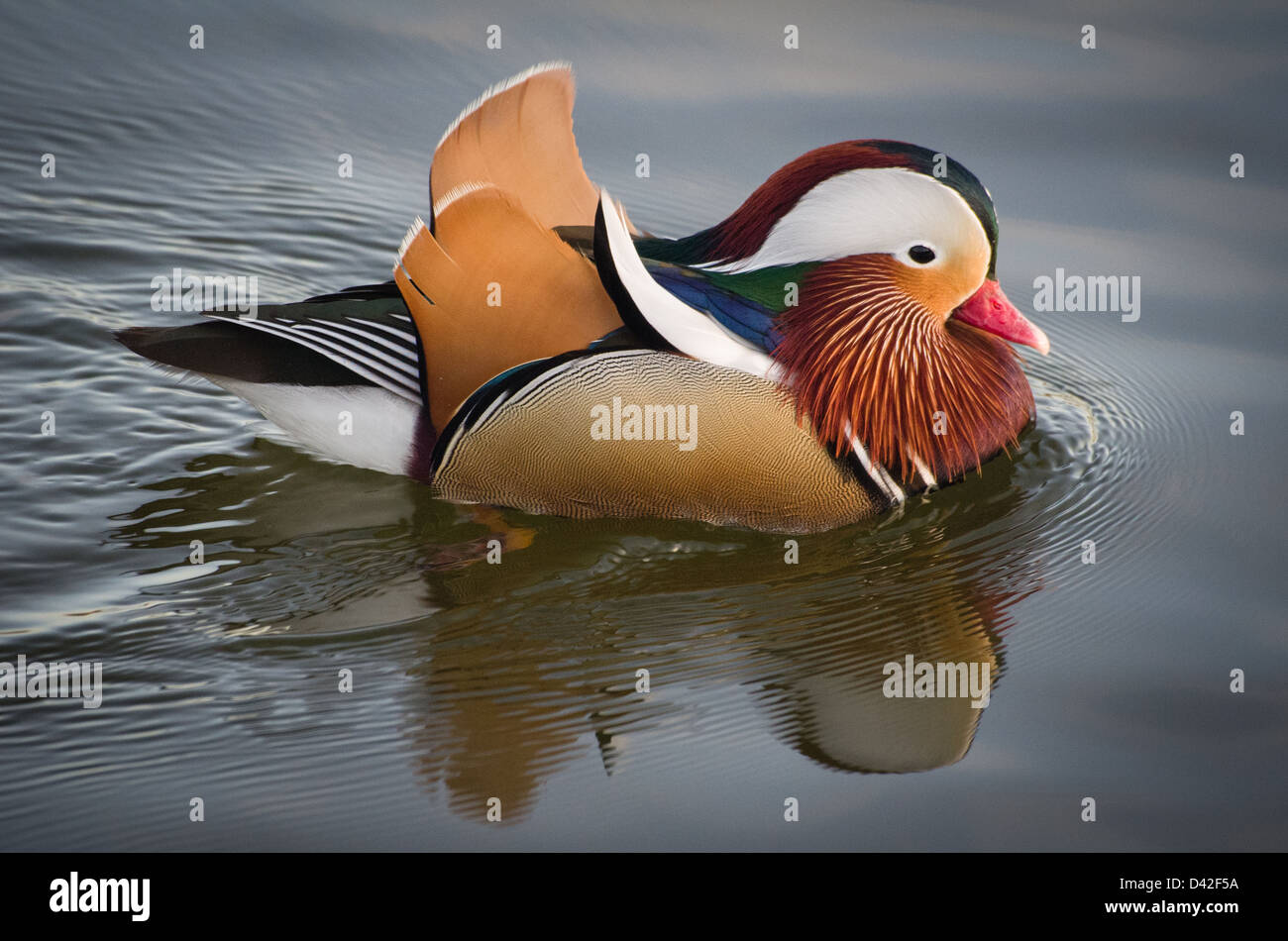 Zoom duck hi-res stock photography and images - Alamy