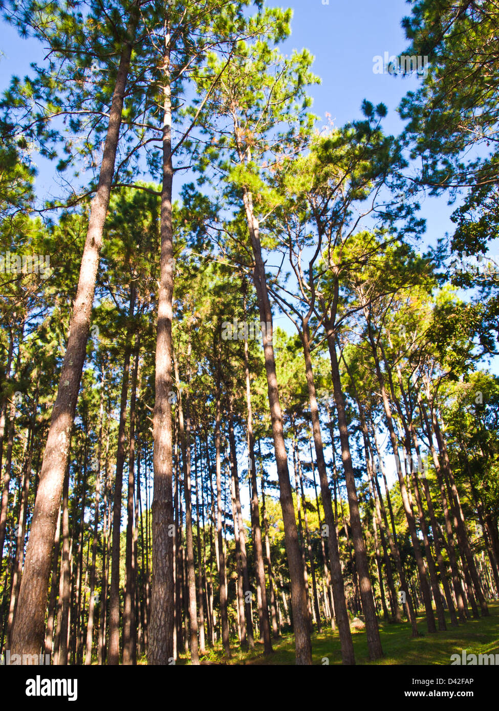 Bo tree hi-res stock photography and images - Alamy