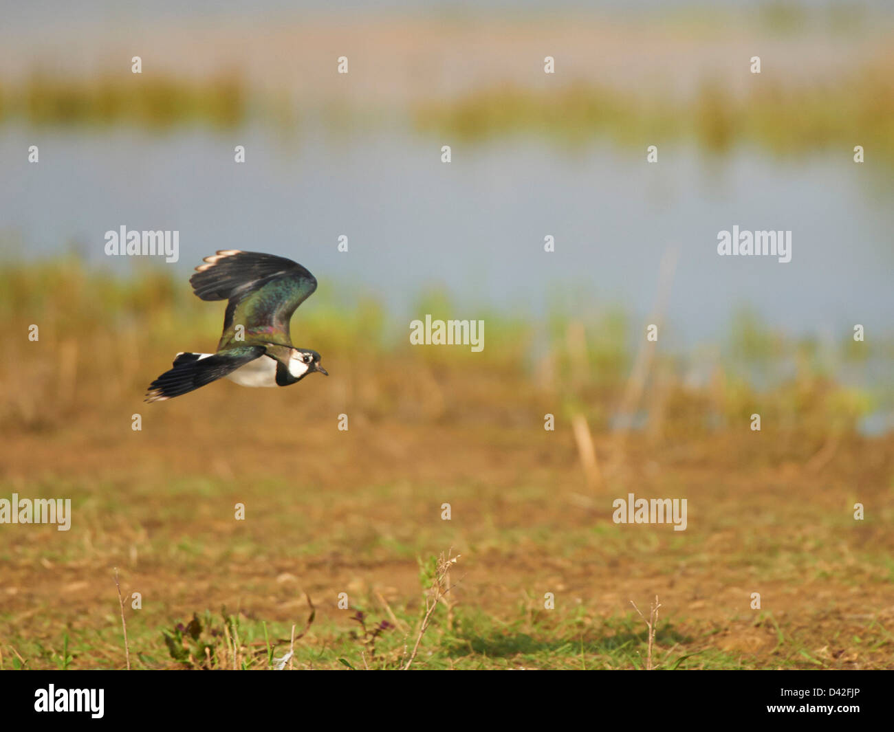 Lapwing in flight Stock Photo - Alamy