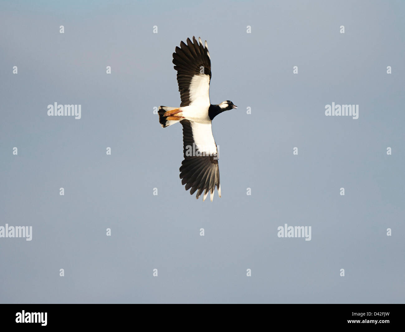 Lapwing In Flight High Resolution Stock Photography and Images - Alamy