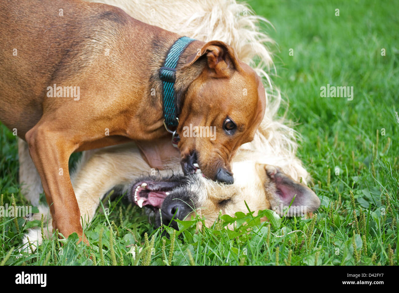 Wrangle dogs fight dog breed hi-res stock photography and images - Alamy