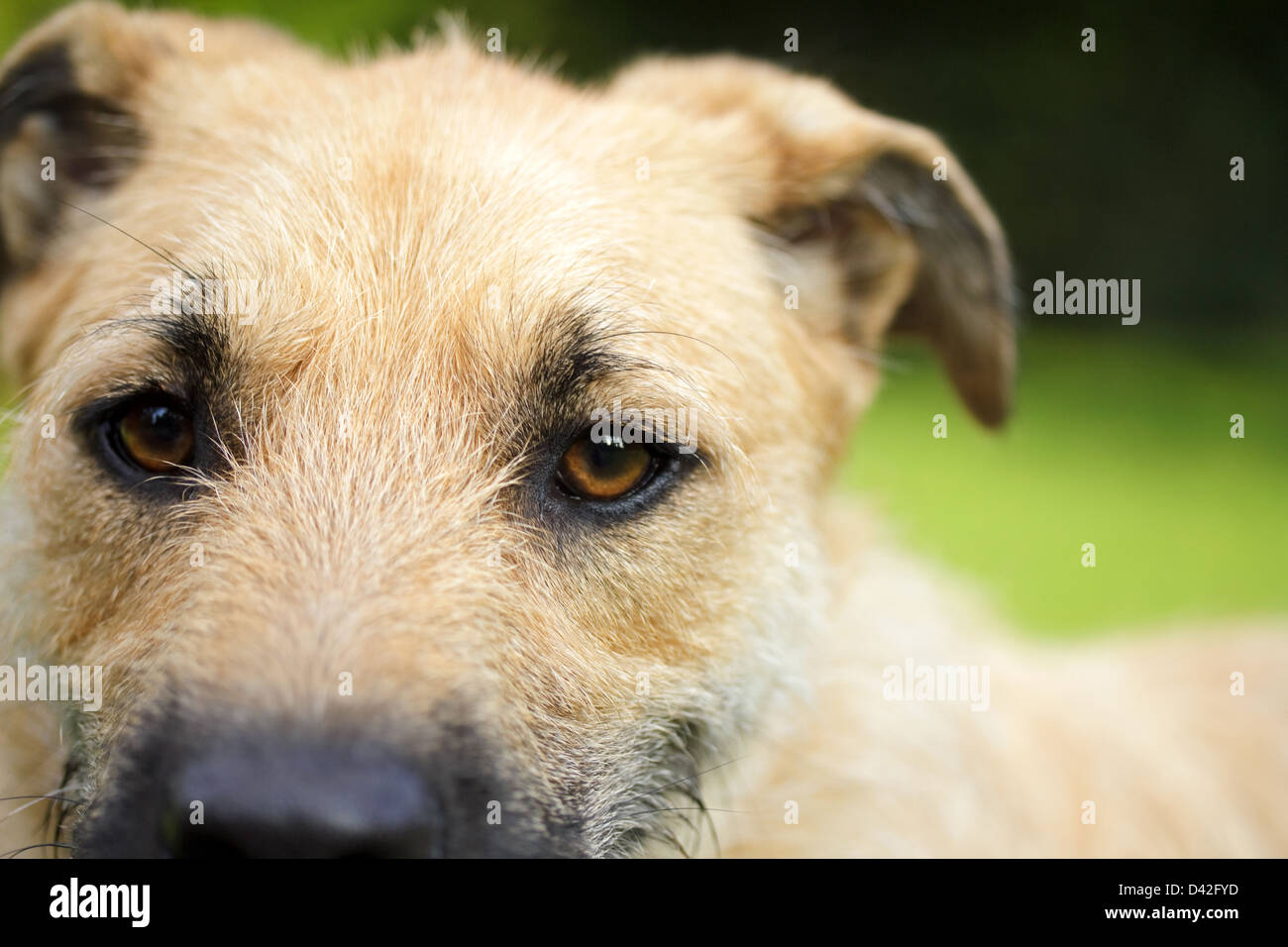 Schaeferhund Mix High Resolution Stock Photography and Images - Alamy