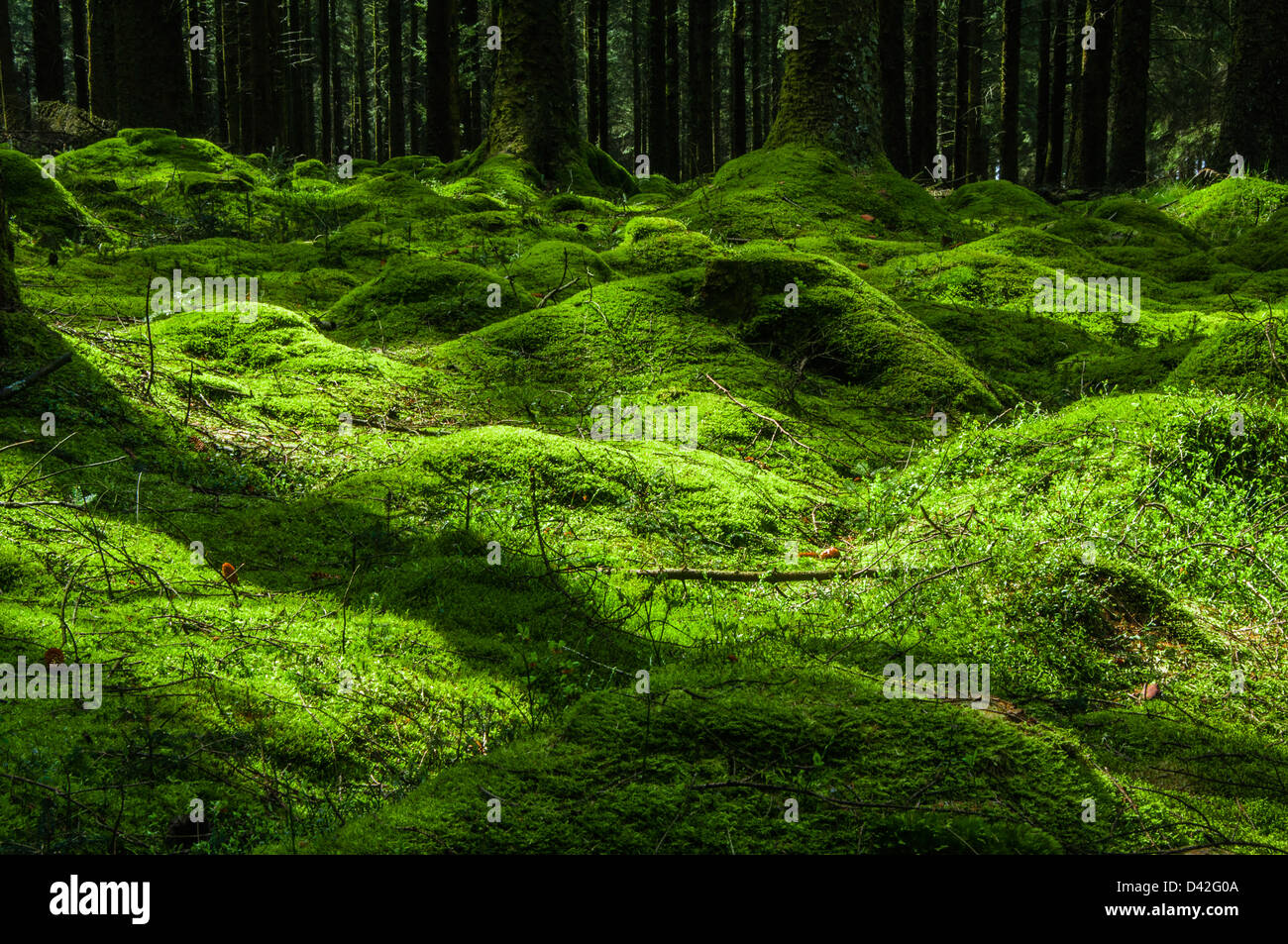 Sun-dappled green mossy mounds on pine forest floor Stock Photo - Alamy
