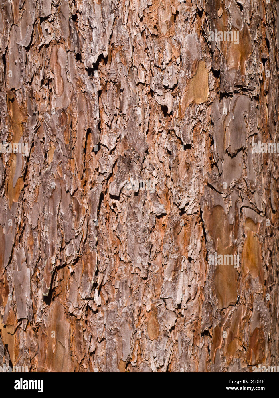 Pine tree texture as background Stock Photo - Alamy
