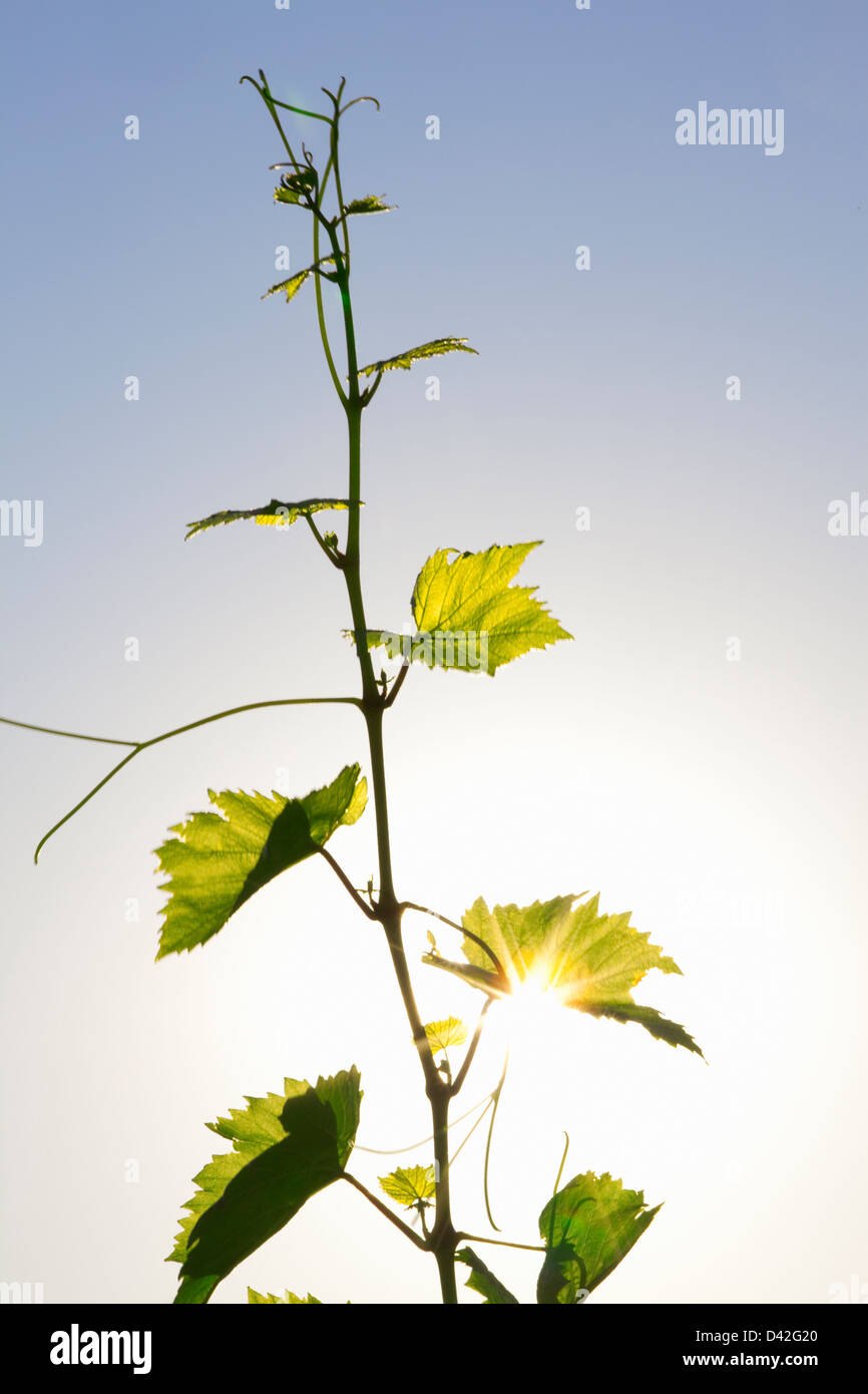 Grape vine hi-res stock photography and images - Alamy