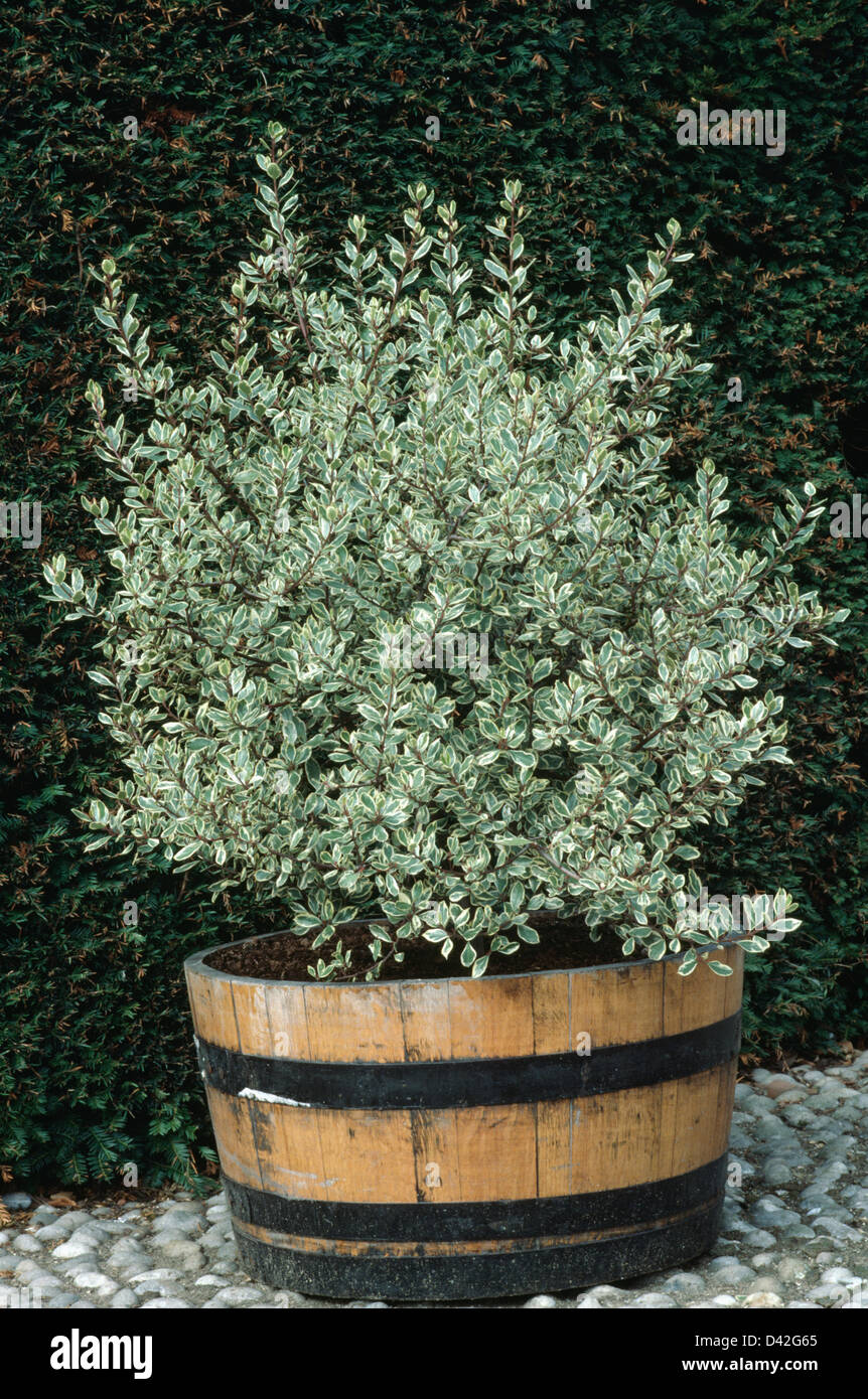 Close up of rhamnus alaterna "Variegata" in reclaimed wooden barrel ...