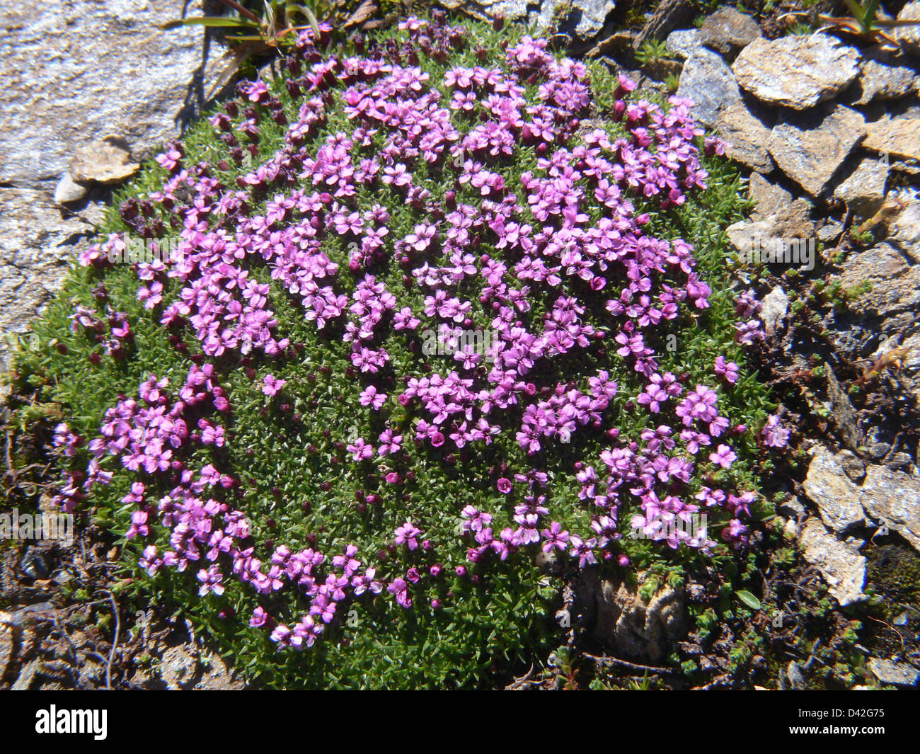 Small purple color flowers hi-res stock photography and images - Alamy