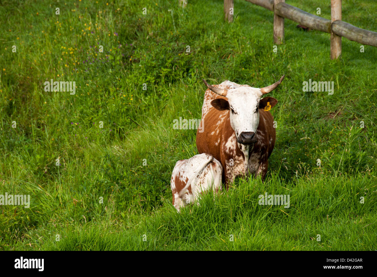 Nguni cow and calf hi-res stock photography and images - Alamy