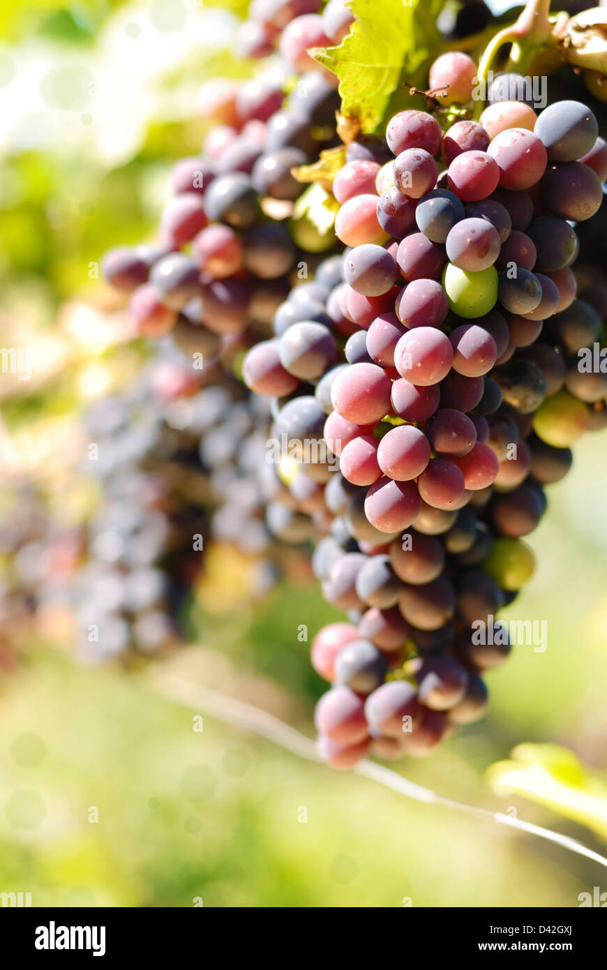 Bunch of blue grapes on vine at sunset time Stock Photo - Alamy