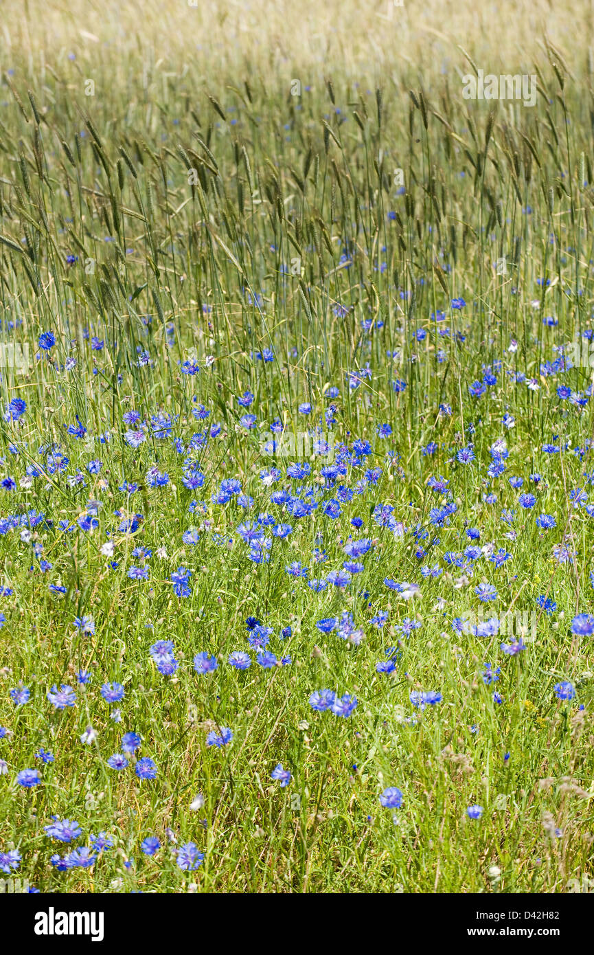 Schoenwald, Germany, cornflowers on the edge of a corn field Stock ...