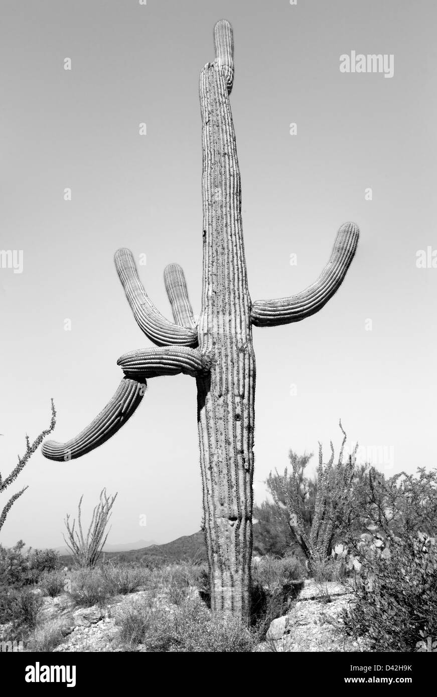 Cactus Black and White Stock Photos & Images - Alamy