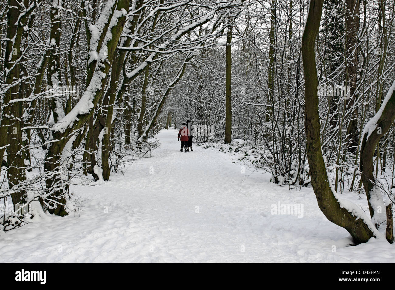 Path in woodland thick hi-res stock photography and images - Alamy