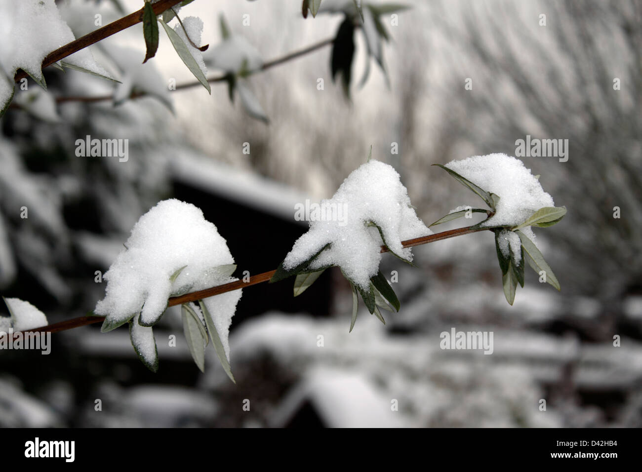 BUDDLEJA DAVIDII IN WINTER. UK Stock Photo - Alamy