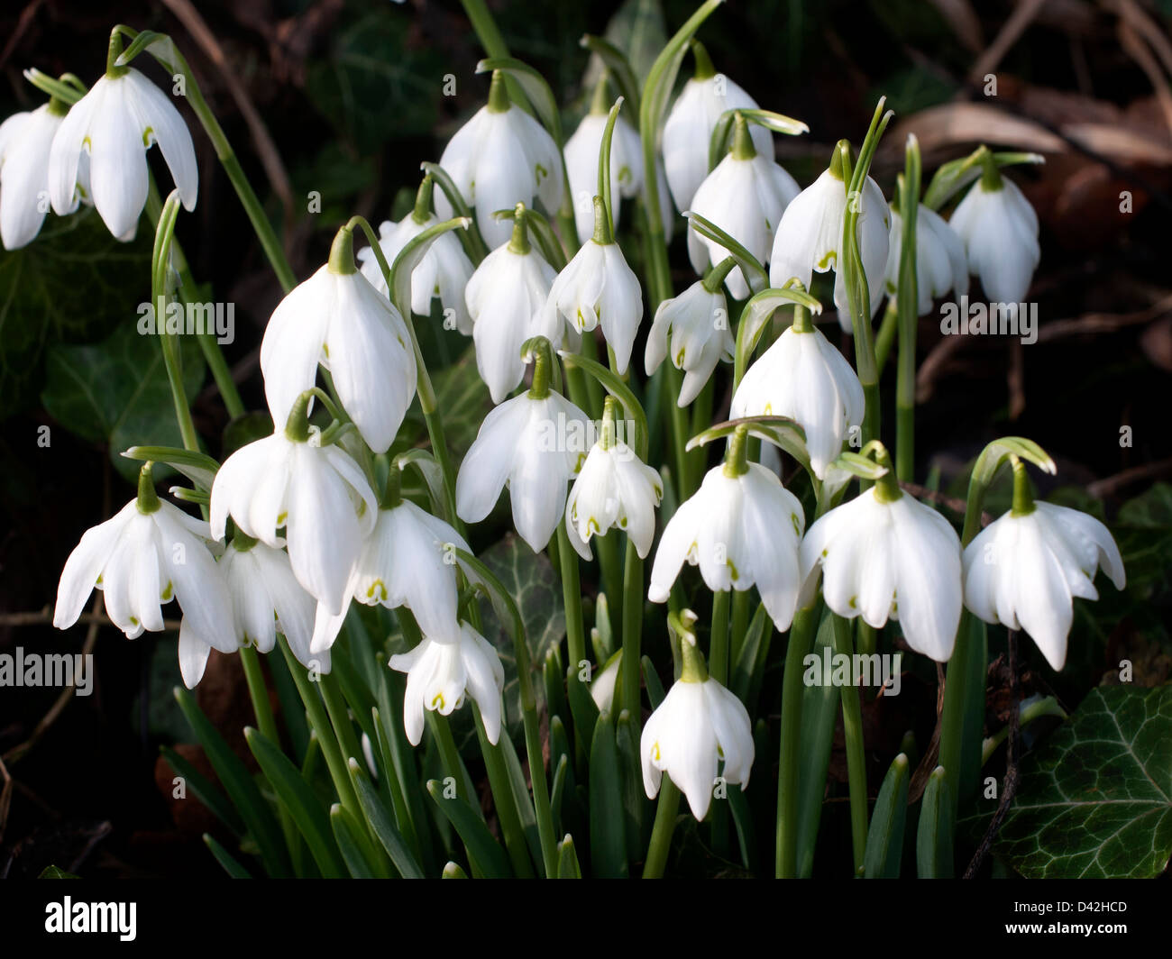 A small clump of snowdrops ( Galanthus nivalis Stock Photo - Alamy