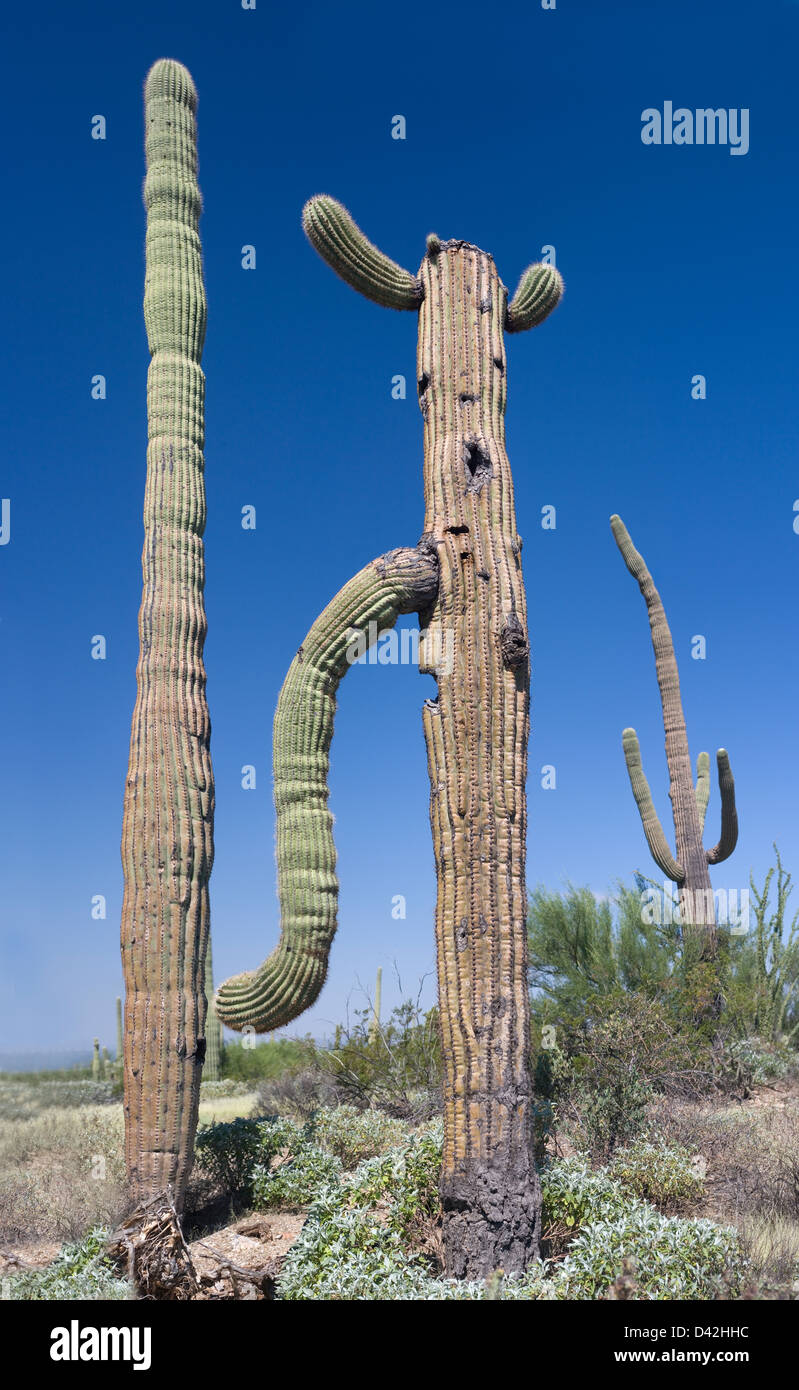 Stand of saguaros hi-res stock photography and images - Alamy