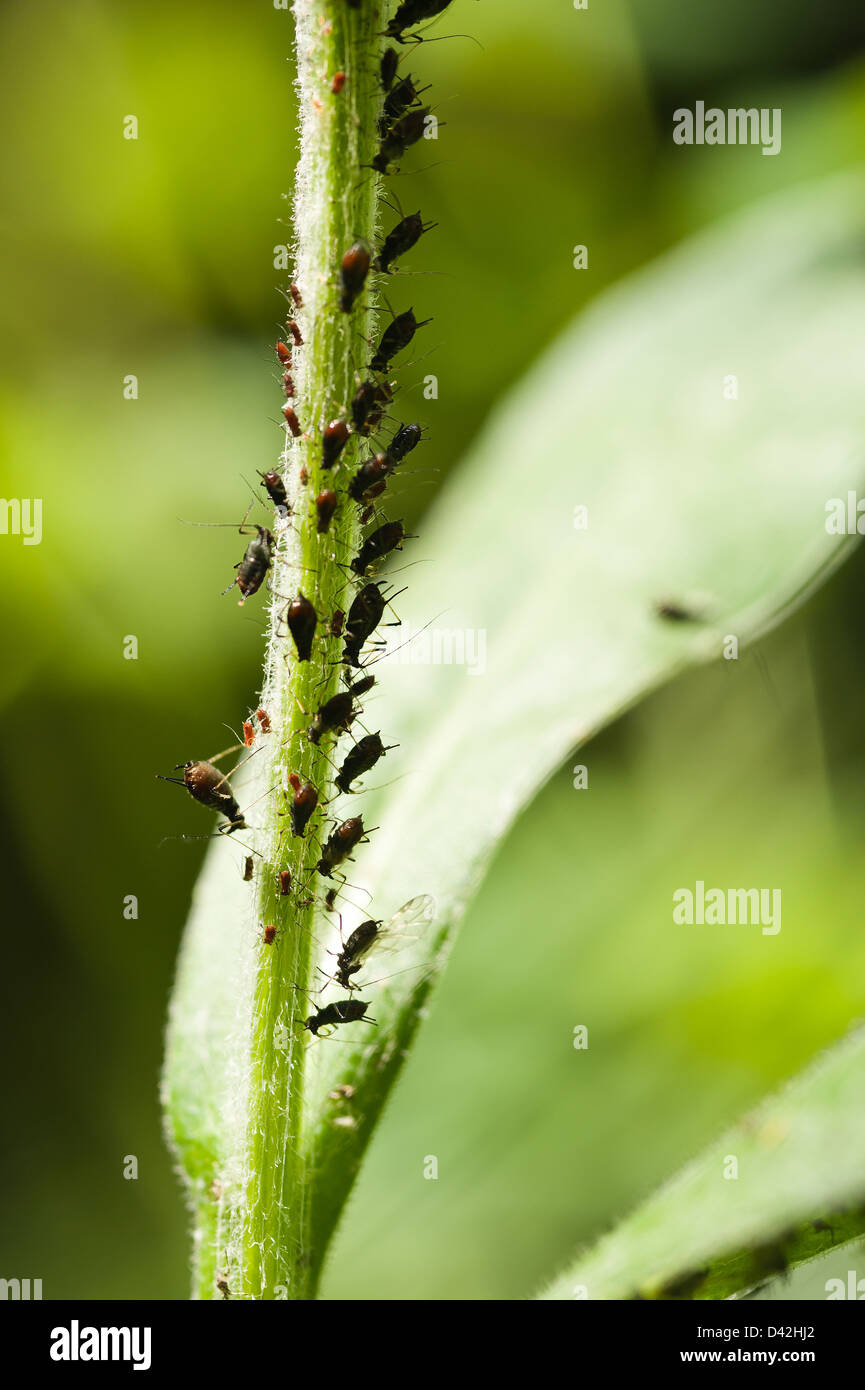 Aphid phloem hi-res stock photography and images - Alamy