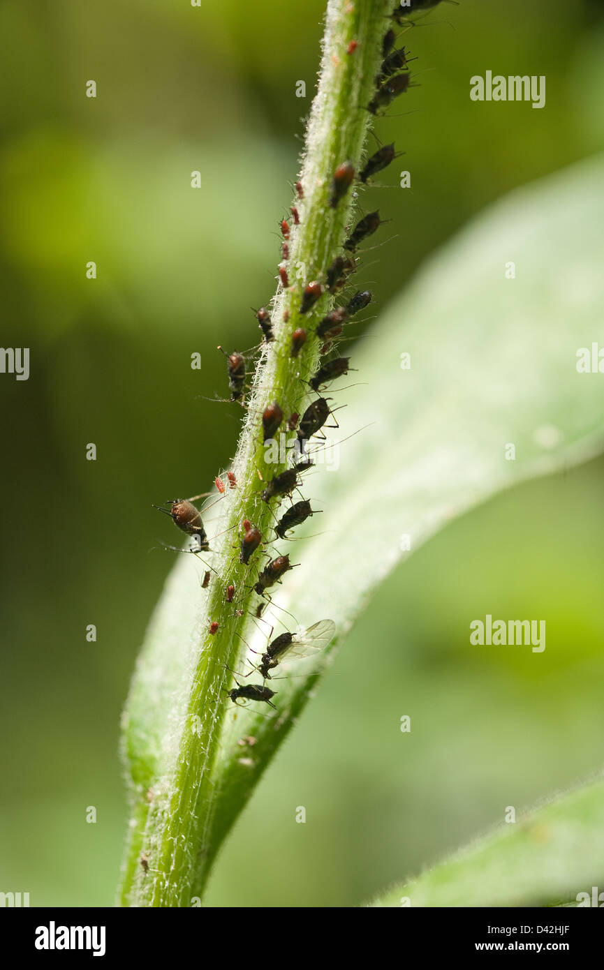 Black aphids sucking sap from plants, pest Hemiptera on cornflower stem ...