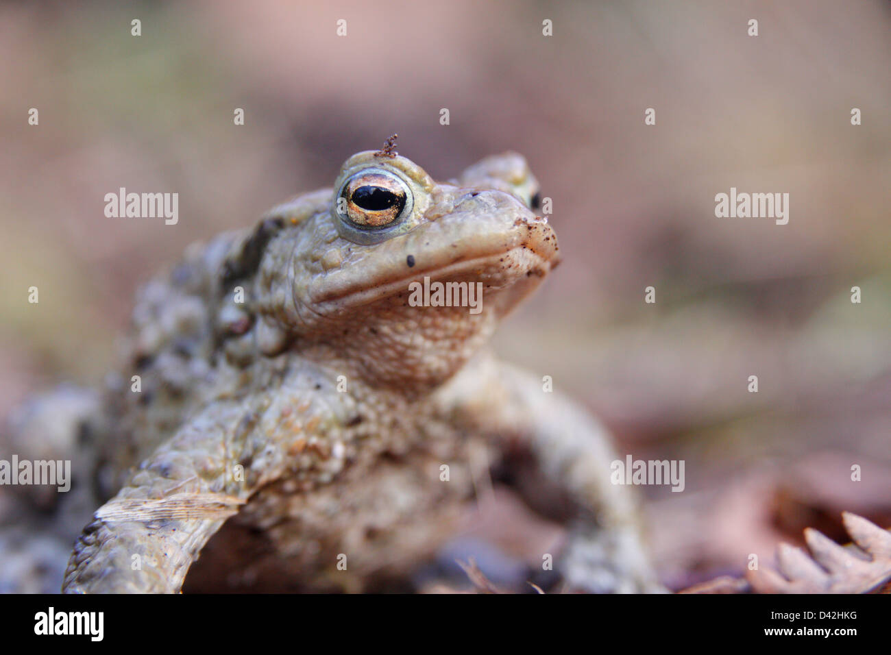 Toad scotland hi-res stock photography and images - Alamy