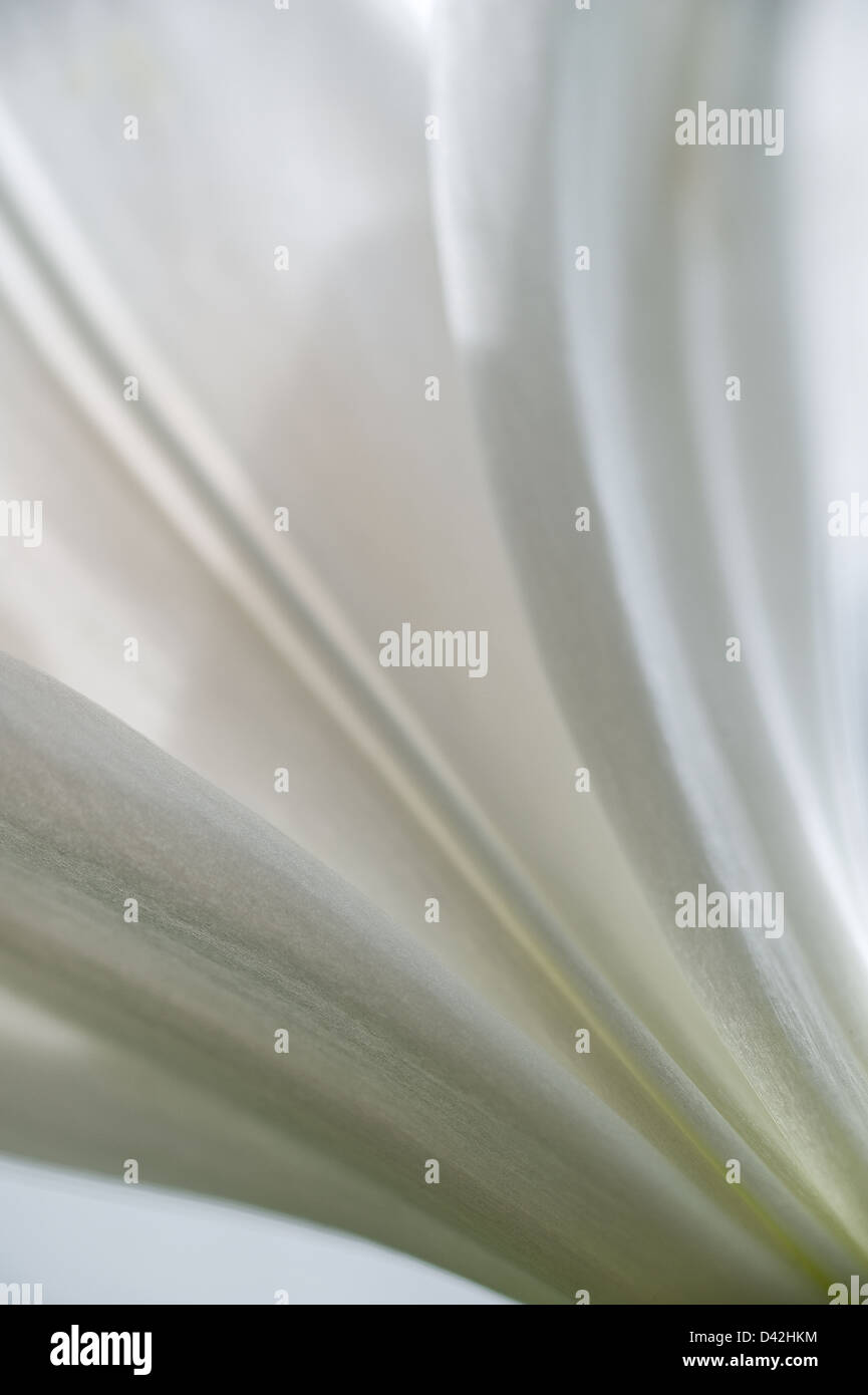 close up detail of flowering white lily Lilium japonicum petal edges in ...