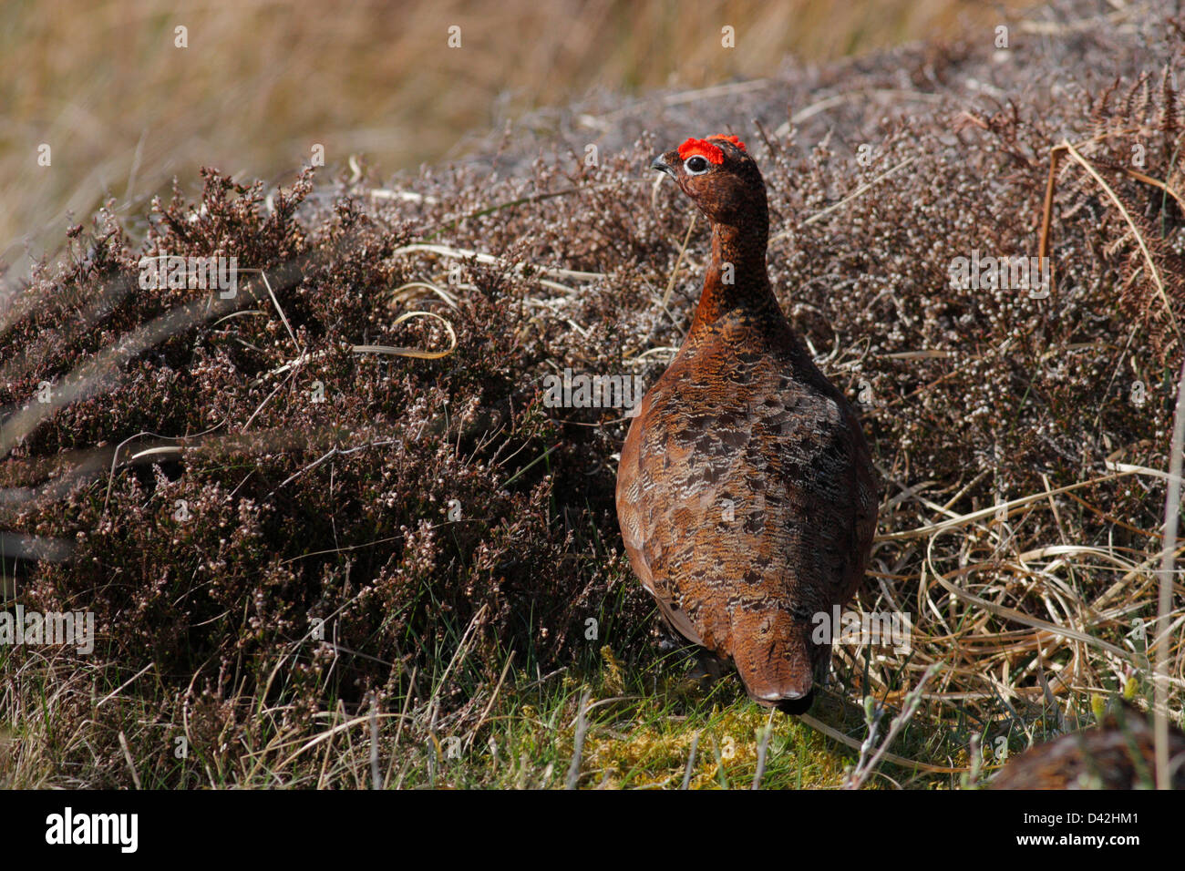 Eye comb hi-res stock photography and images - Alamy