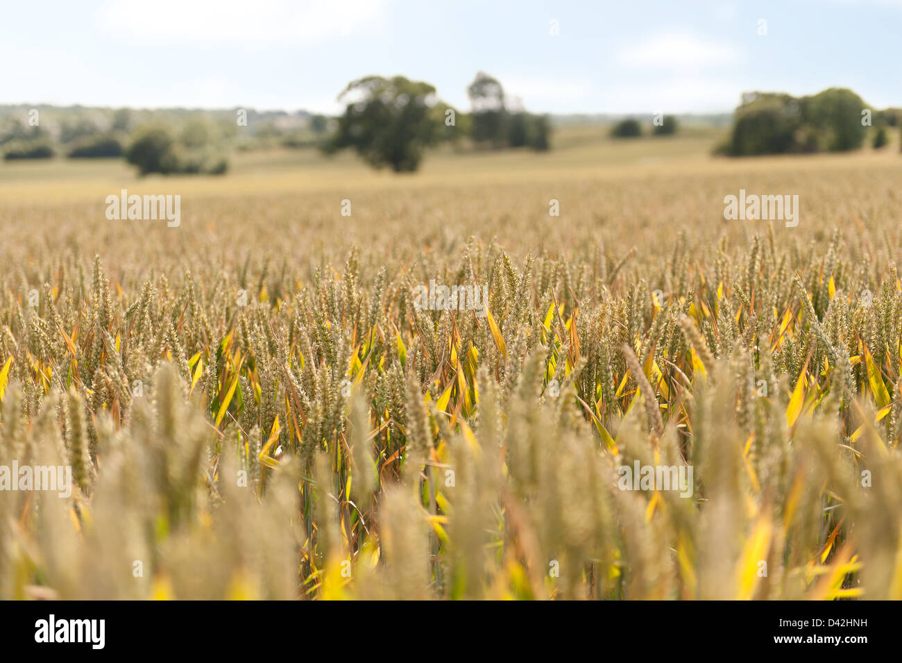 large large corn or wheat field a month off from being harvested ...