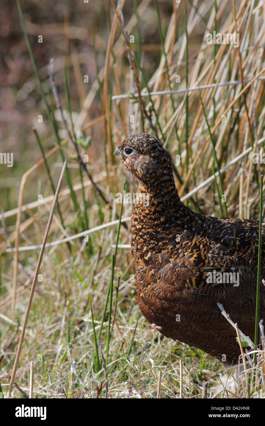 Female red grouse (Lagopus lagopus scotica) fouraging, Handa Island ...