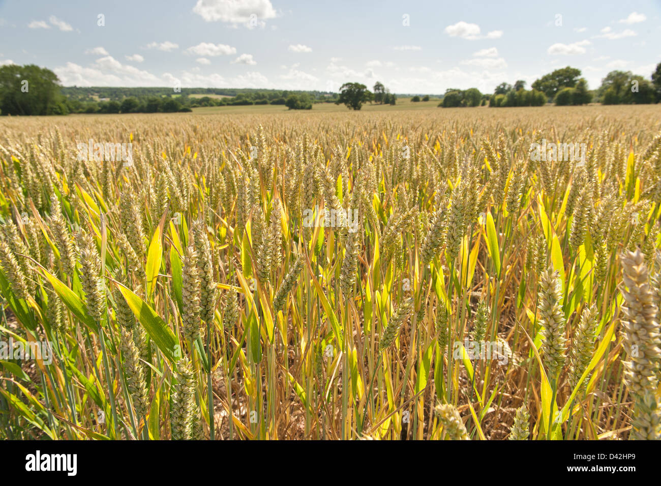 large large corn or wheat field a month off from being harvested ...