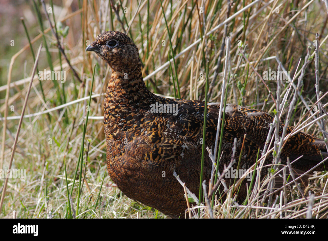 Female red grouse (Lagopus lagopus scotica) fouraging, Handa Island ...