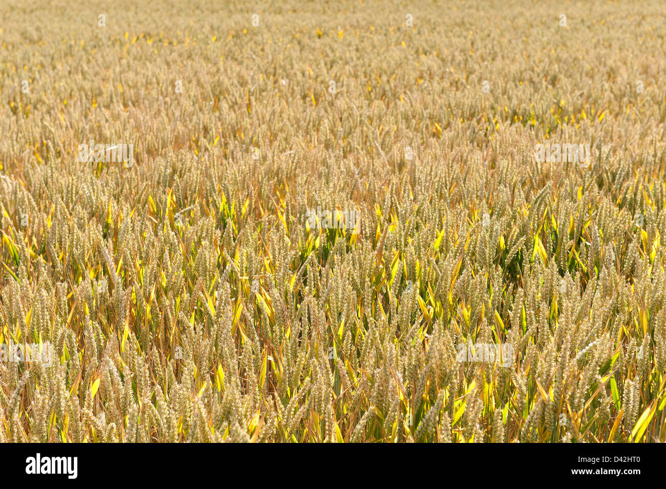 Field corn being harvested in hi-res stock photography and images - Alamy
